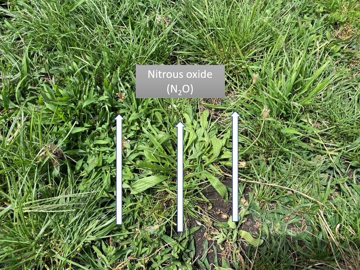 Dairy farming and the nitrogen cycle — Science Learning Hub