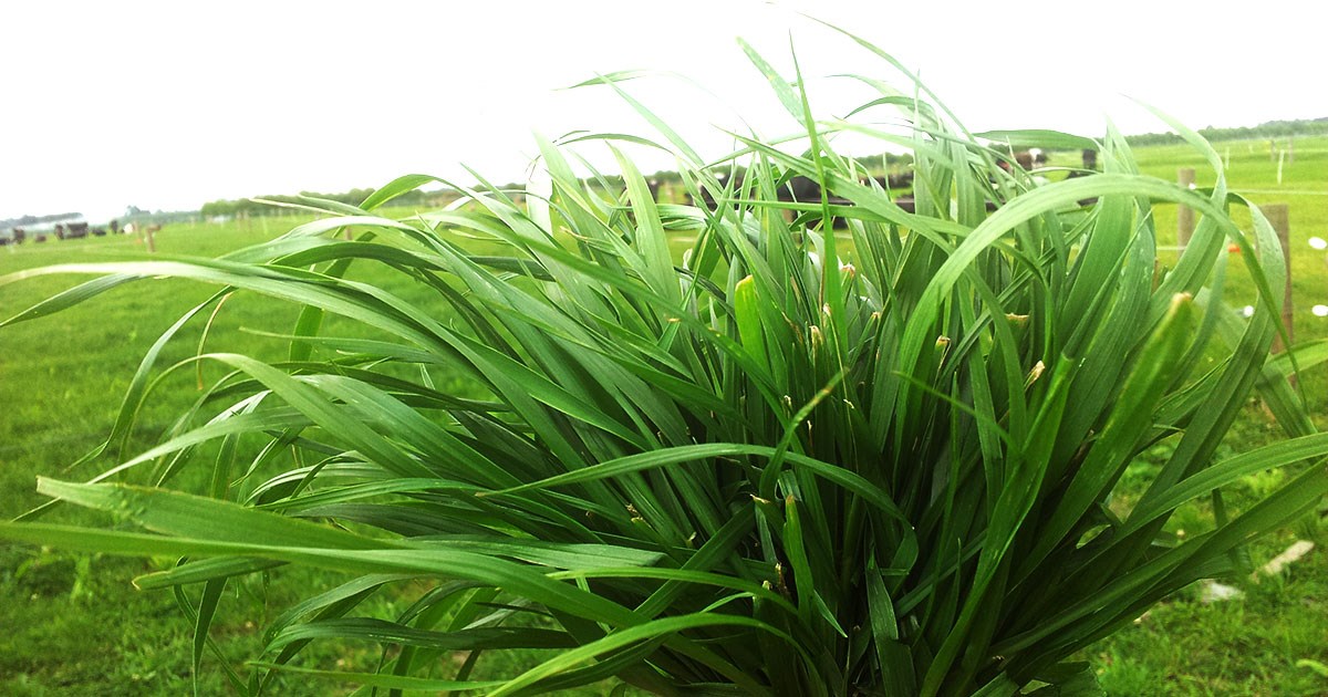 Pasture Plants