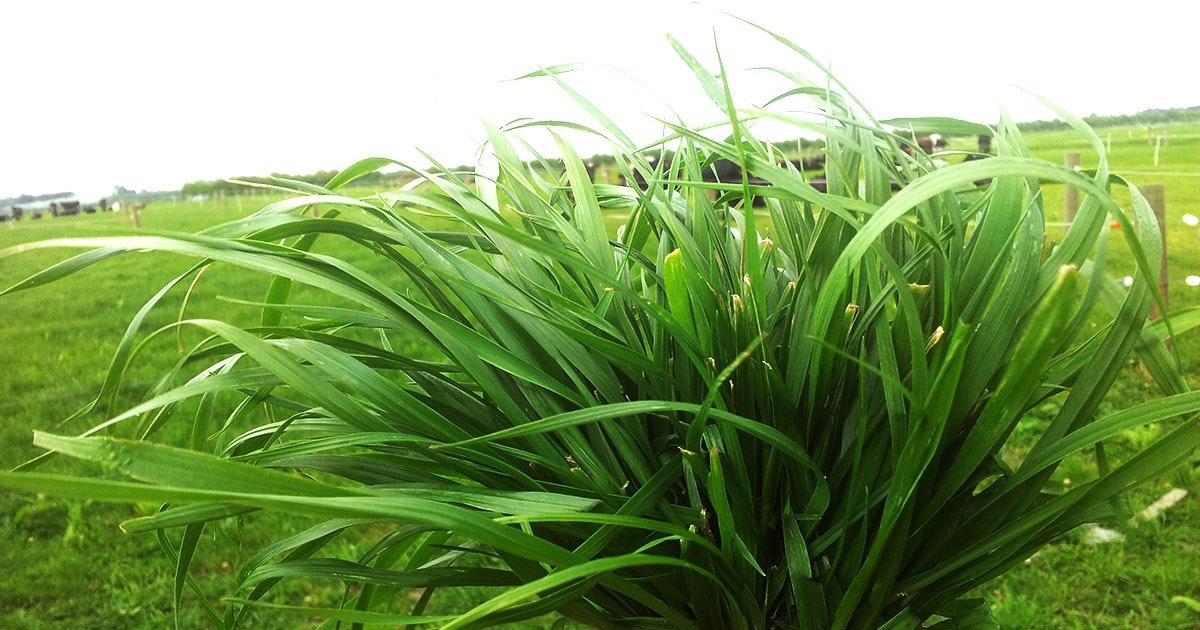 Observing pasture composition — Science Learning Hub