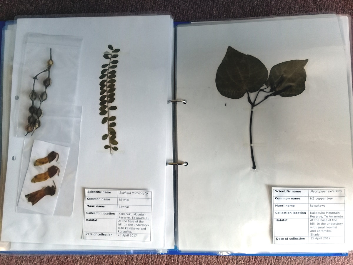 Making a life-size leaf collection — Science Learning Hub