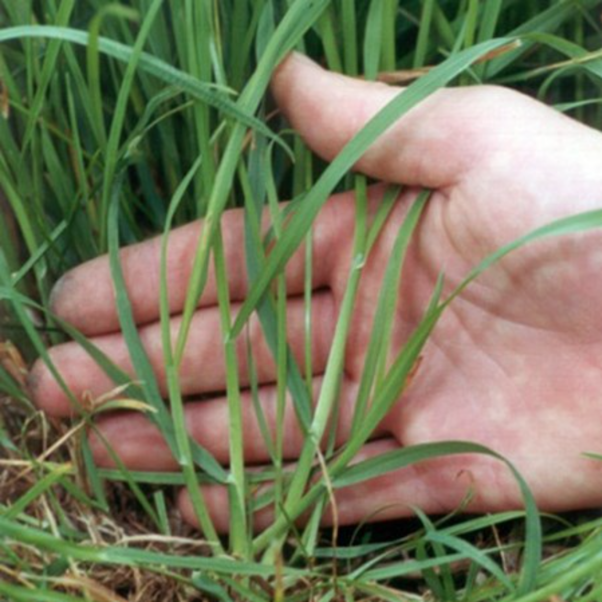 Cocksfoot — Science Learning Hub