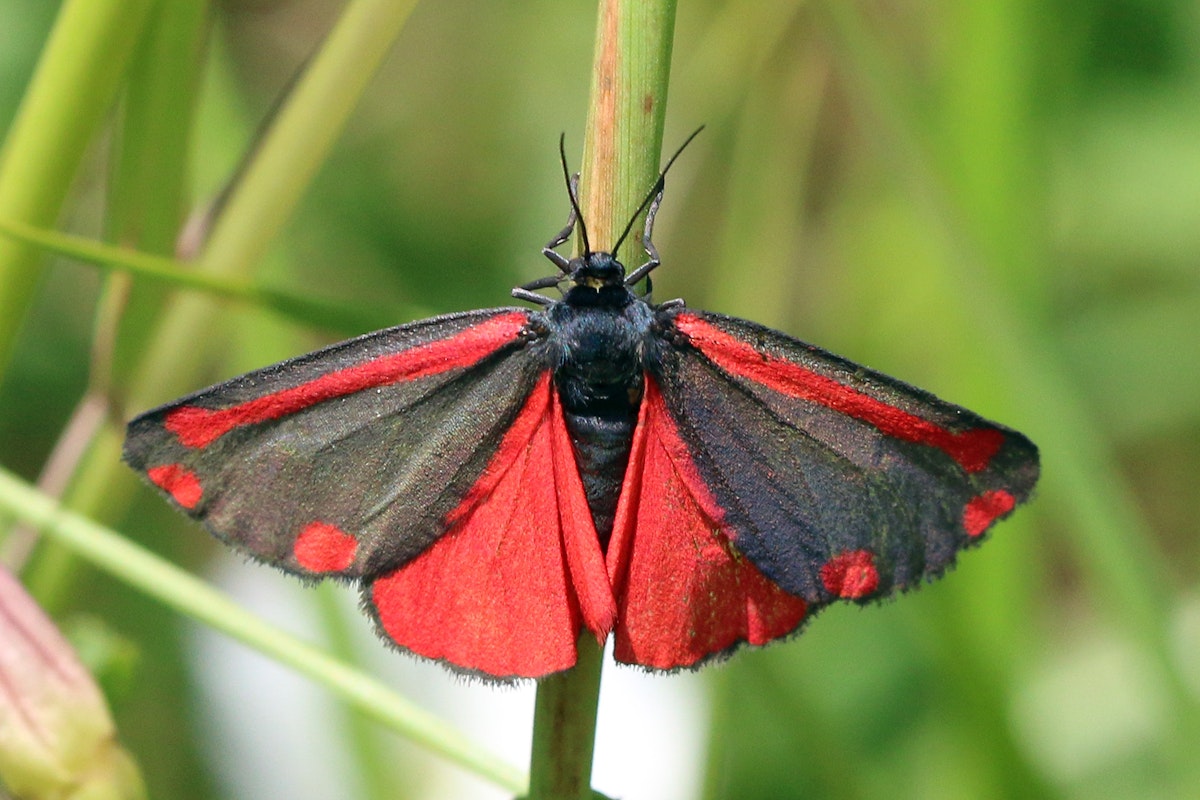 Making moth identification guides — Science Learning Hub