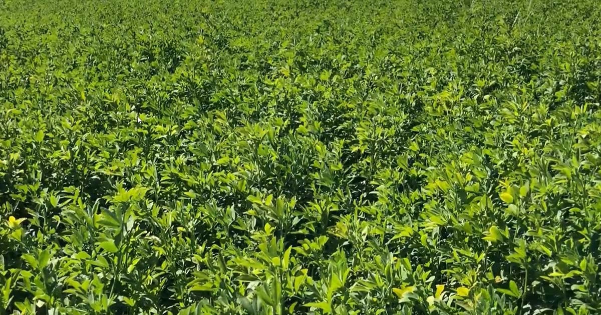 Lucerne — Science Learning Hub