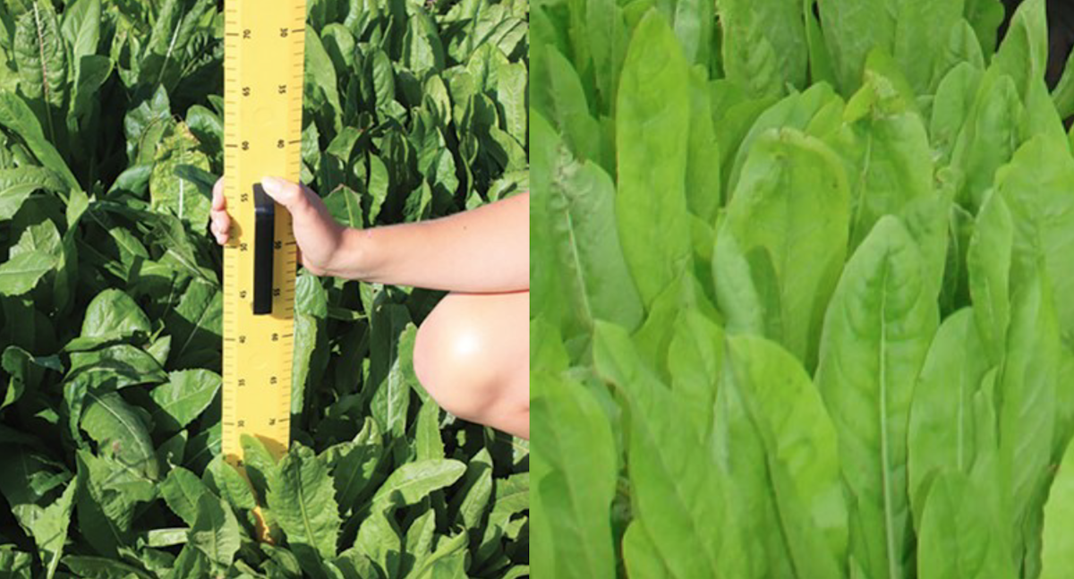 Chicory — Science Learning Hub