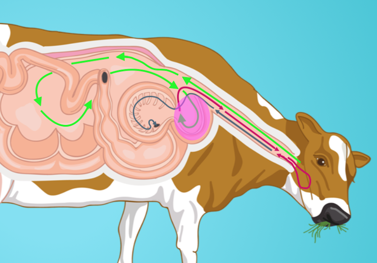 Explore a cow's digestive system — Science Learning Hub