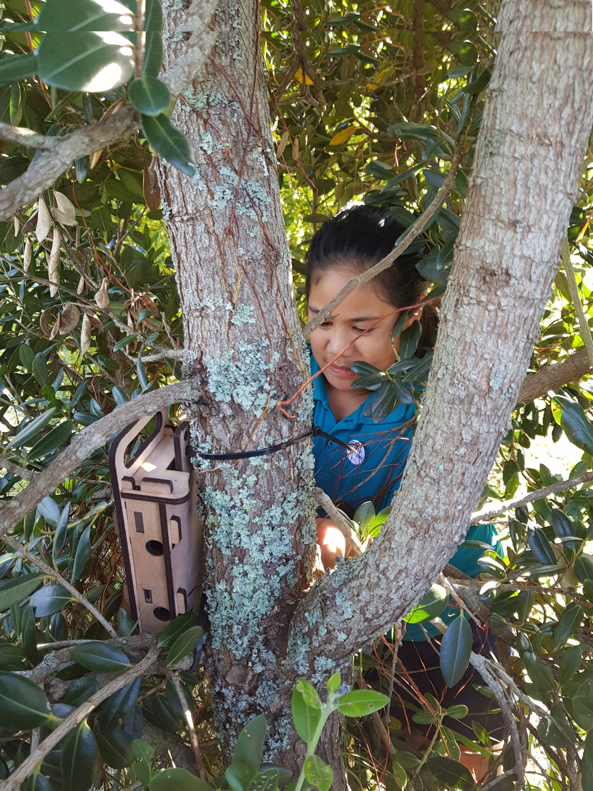 Redesigning wētā houses — Science Learning Hub