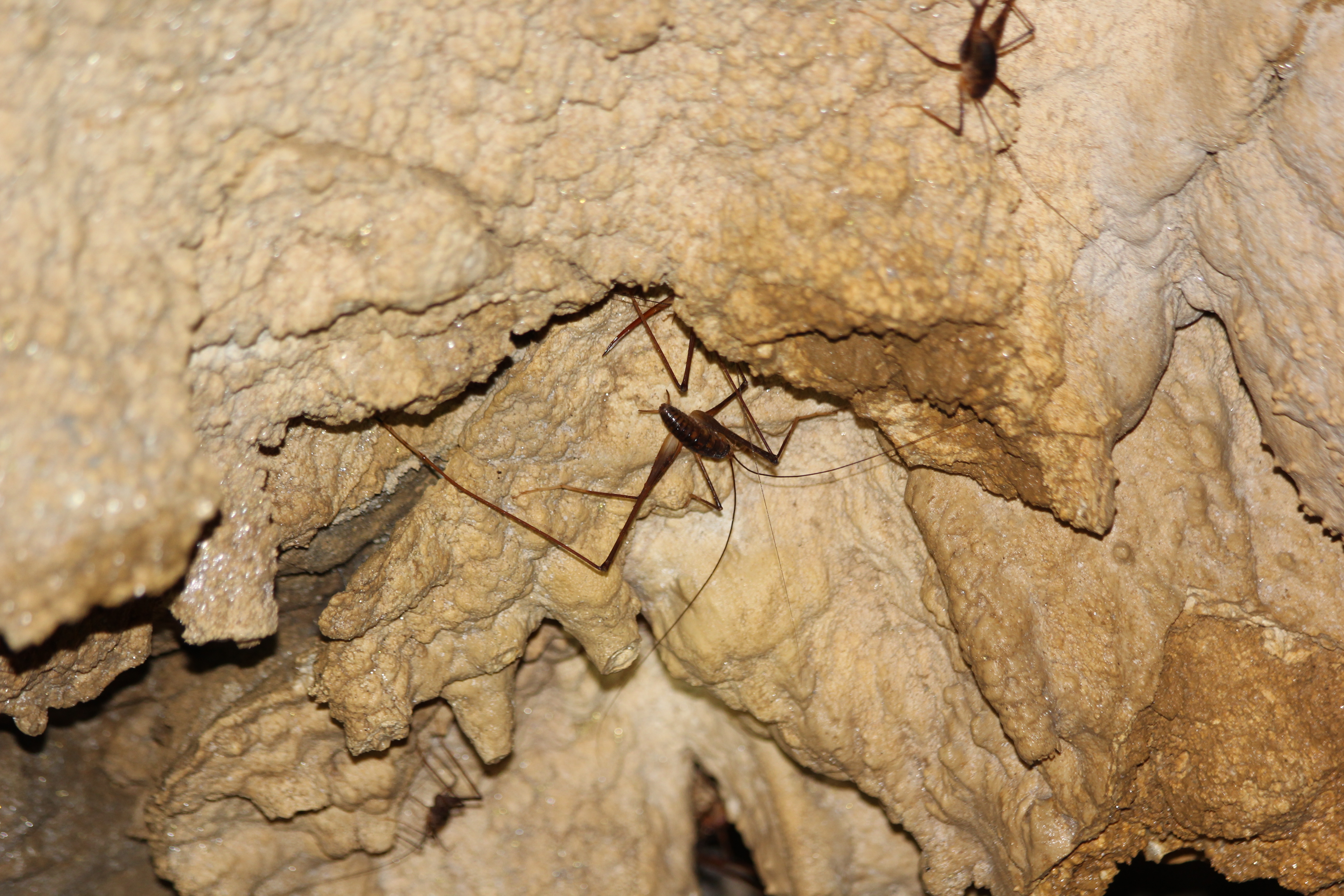 Giant Weta Cricket Bite