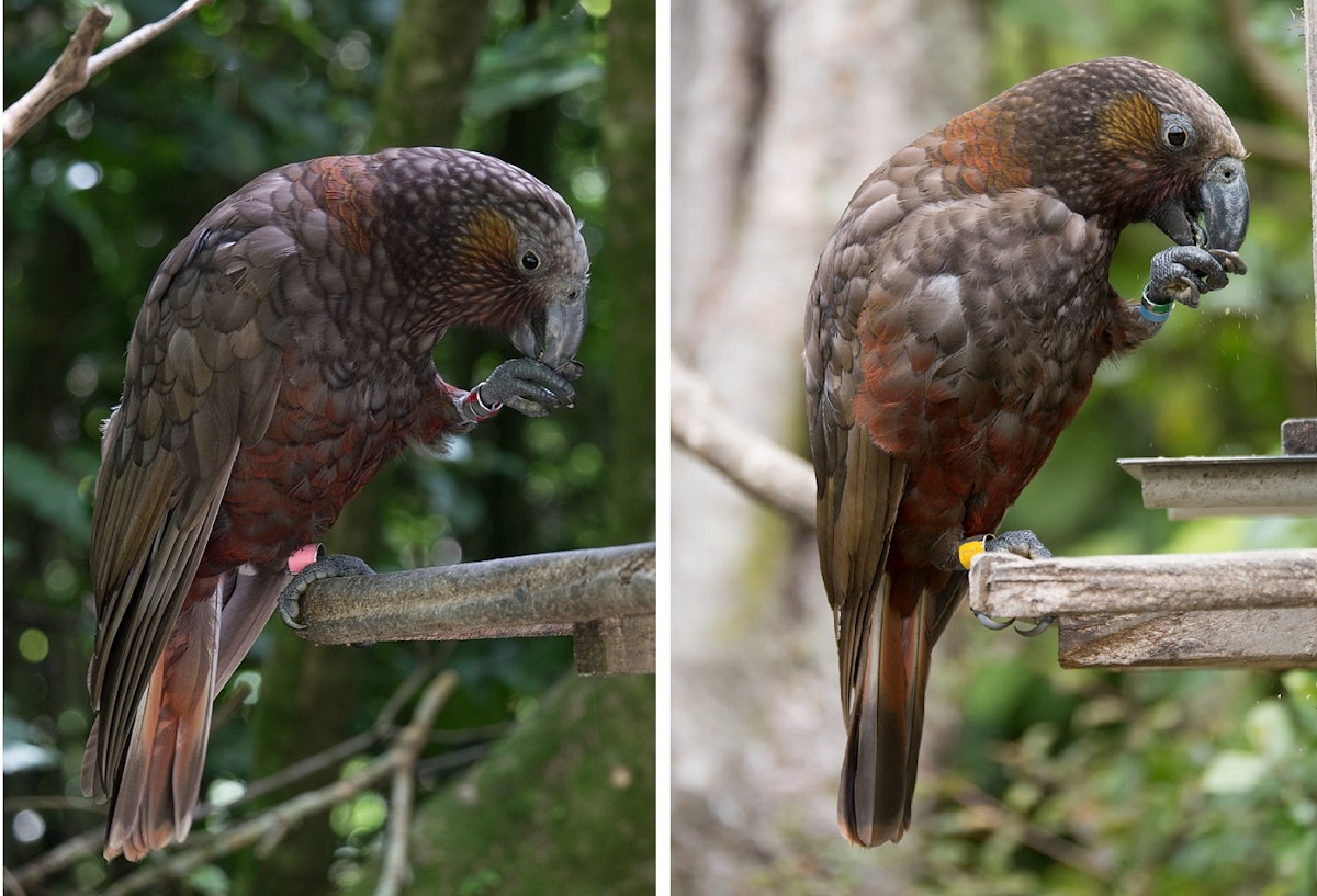 Male and female kākā — Science Learning Hub