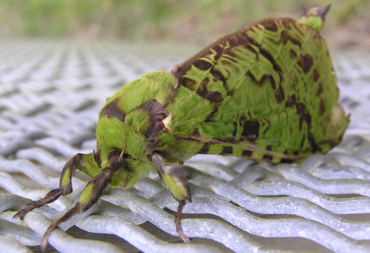 New Zealand moths — Science Learning Hub