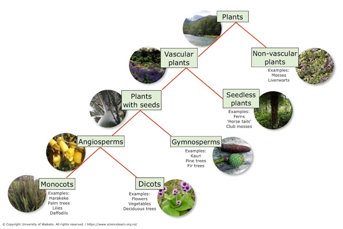 Types of plants — Science Learning Hub