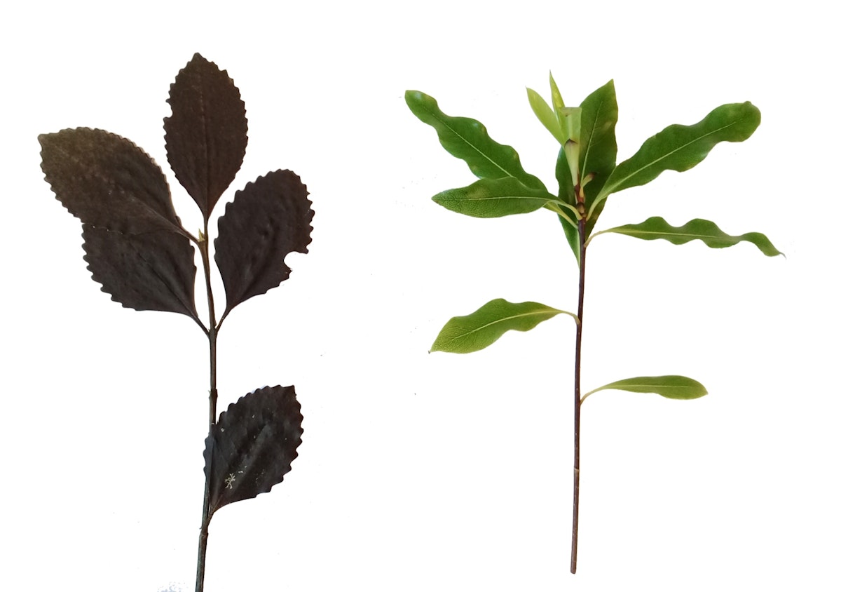 Leaf arrangements — Science Learning Hub