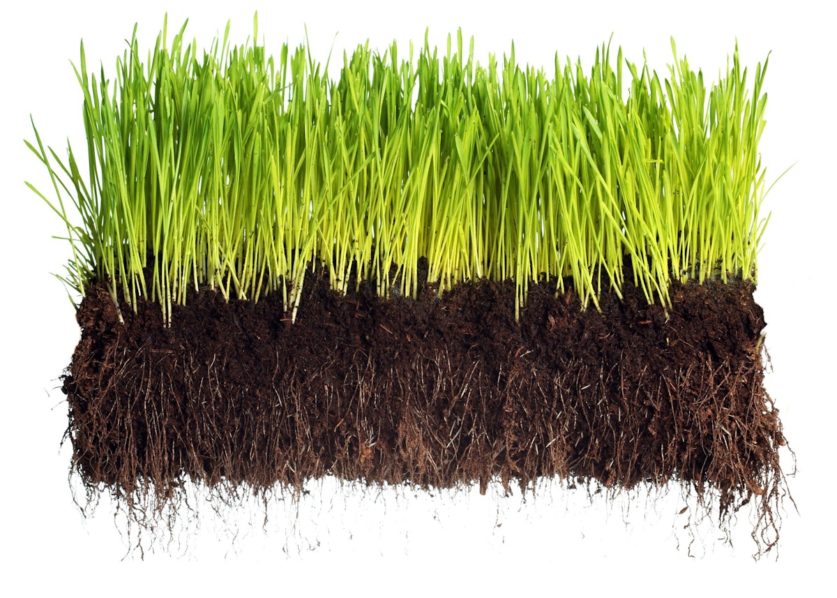 Pasture and soil — Science Learning Hub