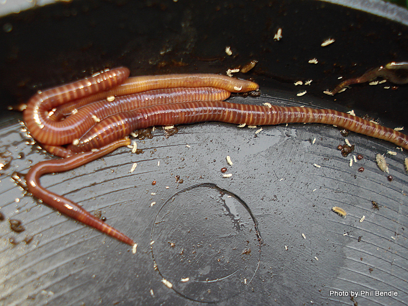 Live Worms 250g Tiger Composting Worms - Organic Soil Boost – Gardening ...