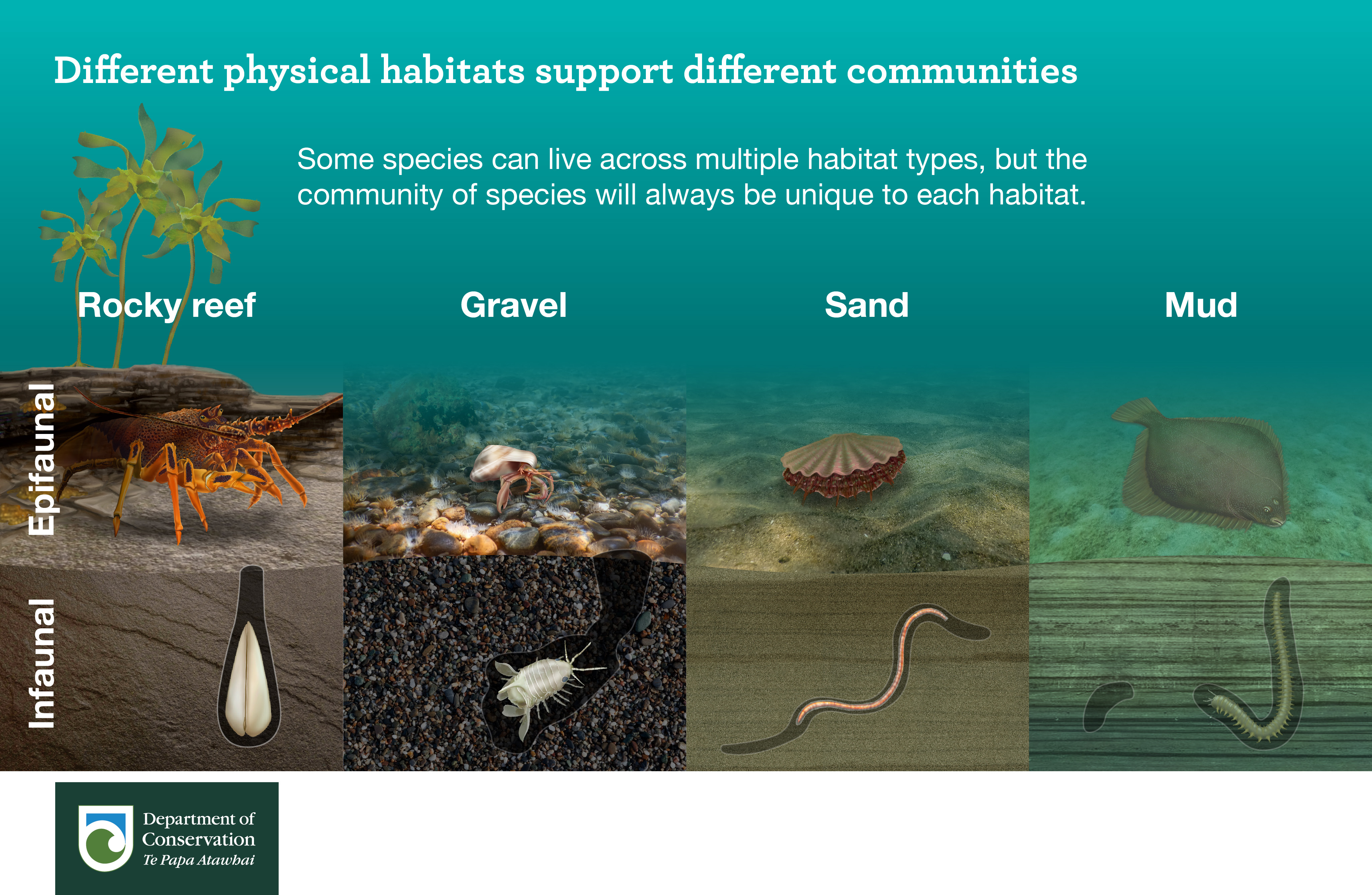 Different Types Of Habitats And The Organisms Found In Them