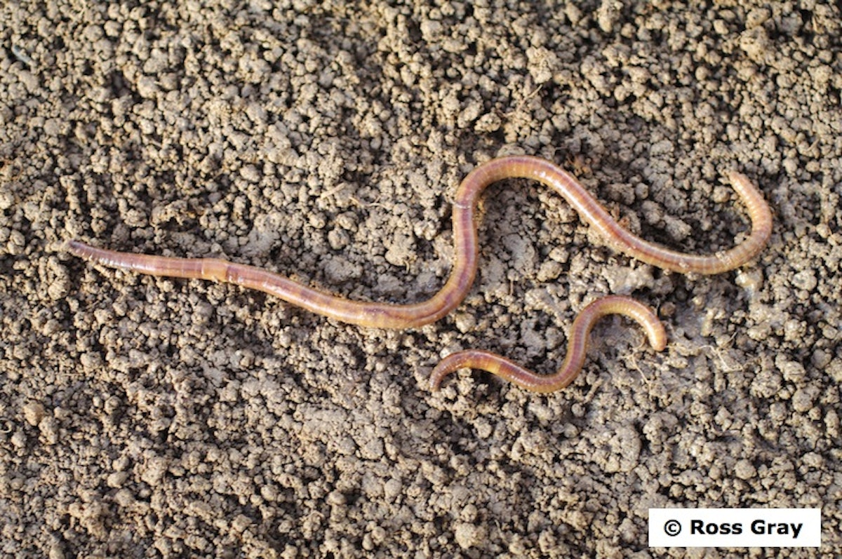 Snake worm — Science Learning Hub