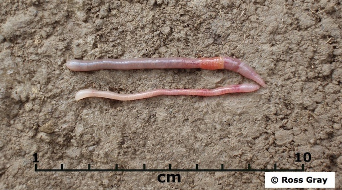 Pink worm — Science Learning Hub