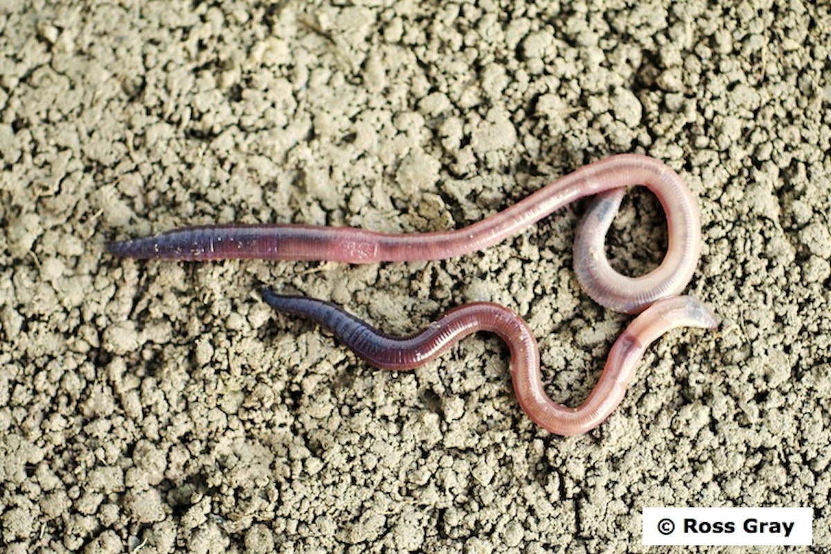 Blackhead worm — Science Learning Hub
