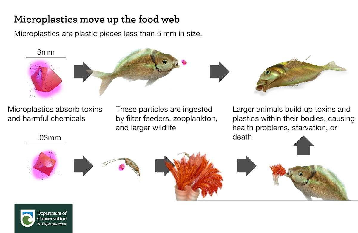 Microplastics in the food web — Science Learning Hub