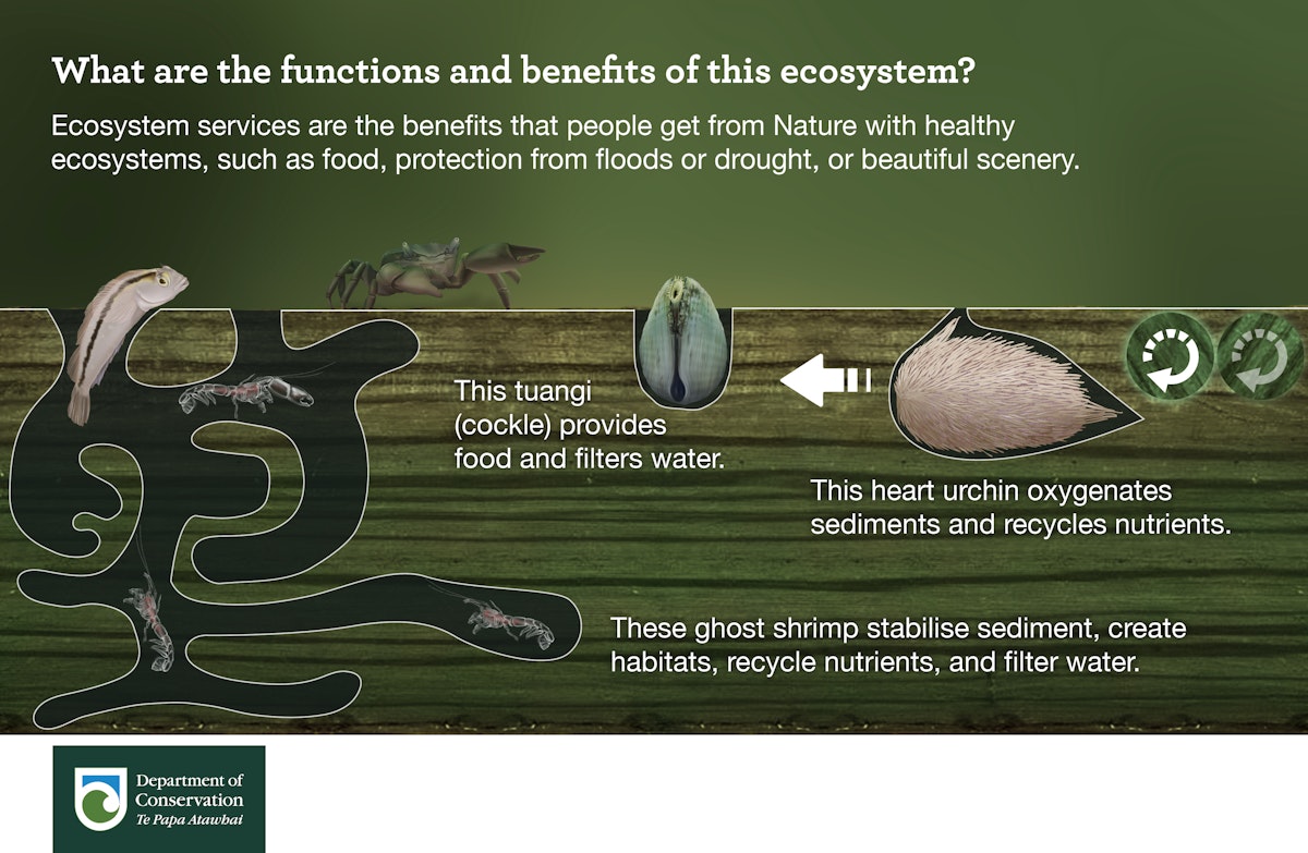 Ecosystem functions and services — Science Learning Hub