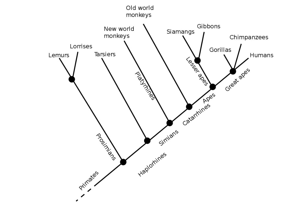 Primate cladogram — Science Learning Hub