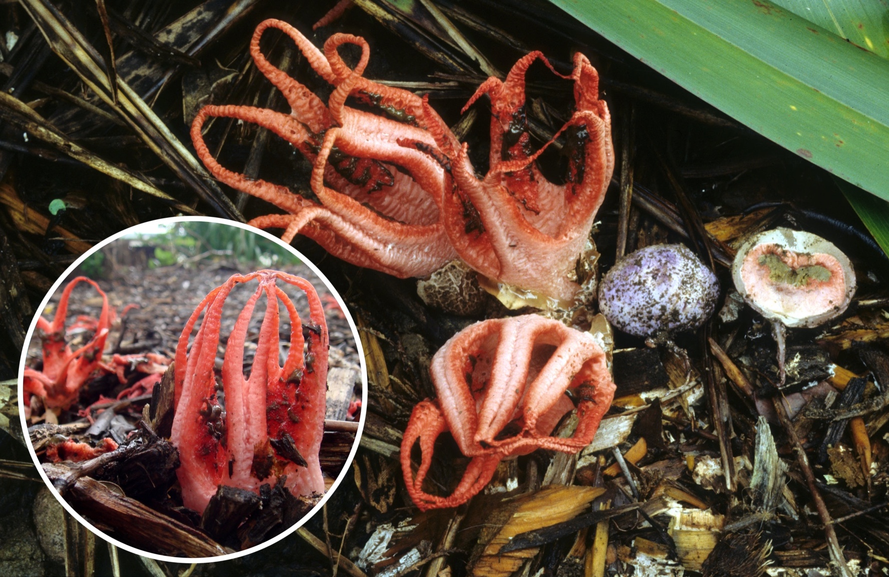 Fungi Organisms