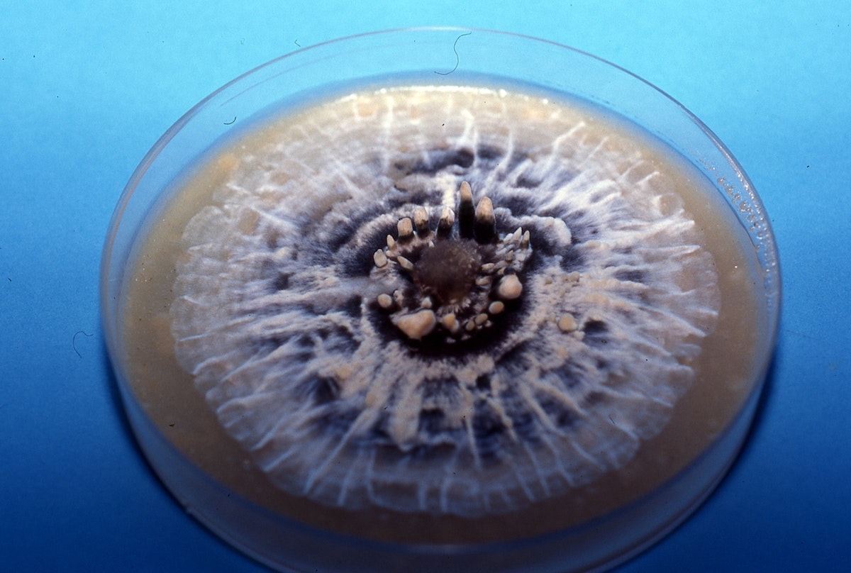 Fungi – the good, the bad and the ugly