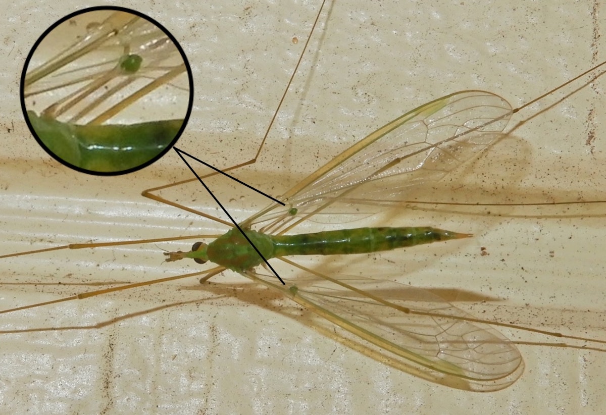 Crane fly haltere — Science Learning Hub