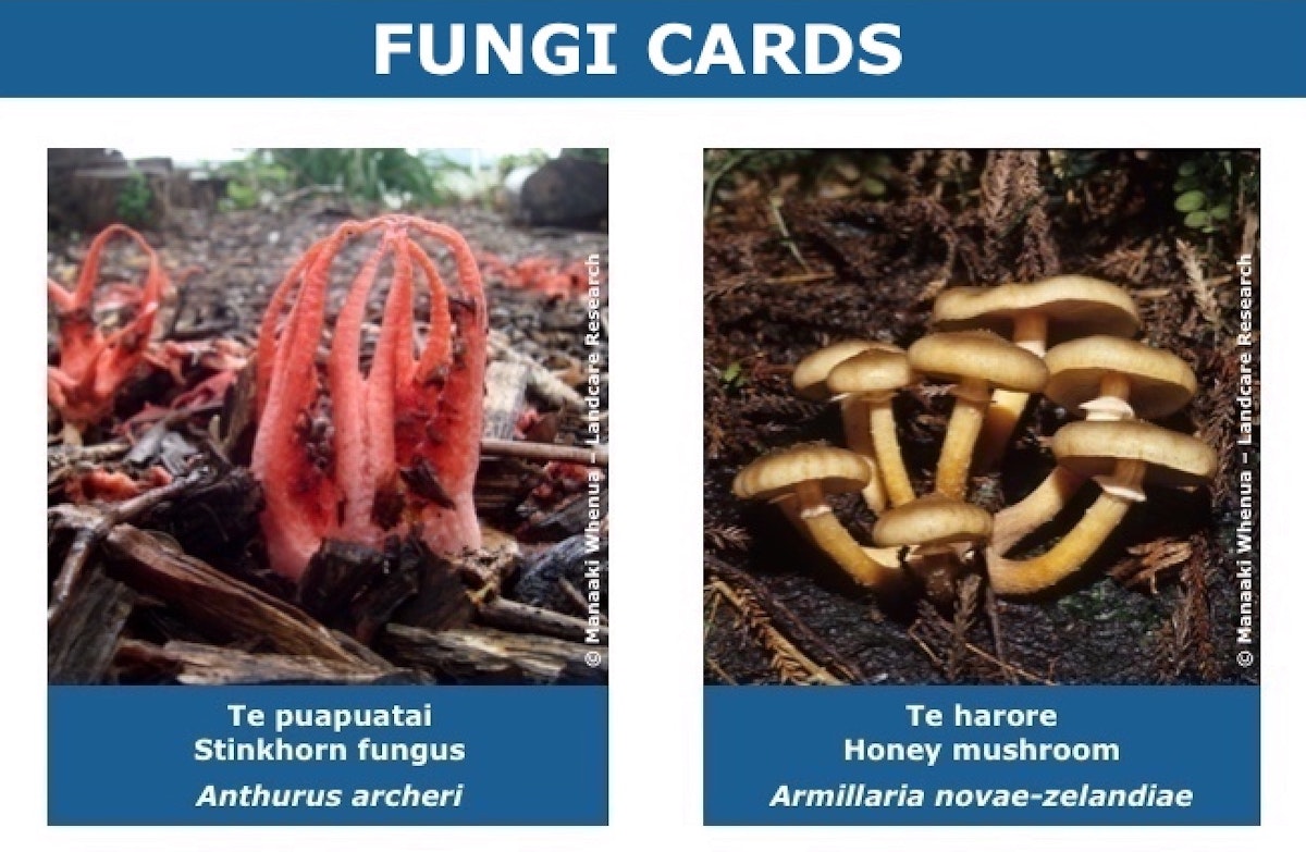 Fungi image cards — Science Learning Hub