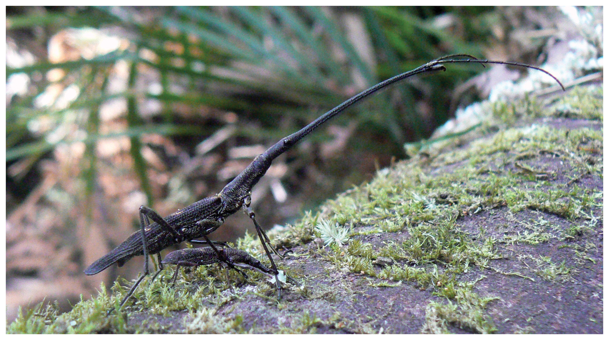 Insects In