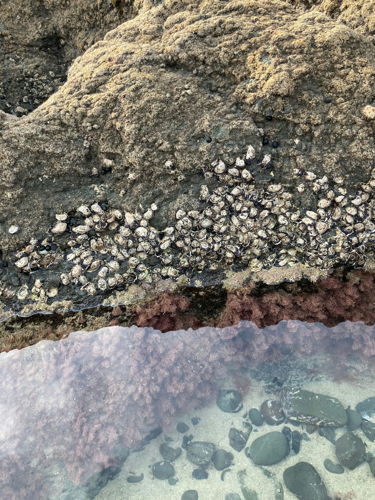 Rock pool zonation at Kūaotunu Beach — Science Learning Hub