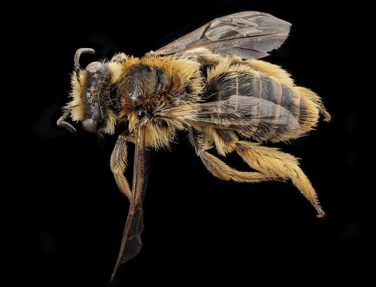 Native bee (Leioproctus fulvescens)
