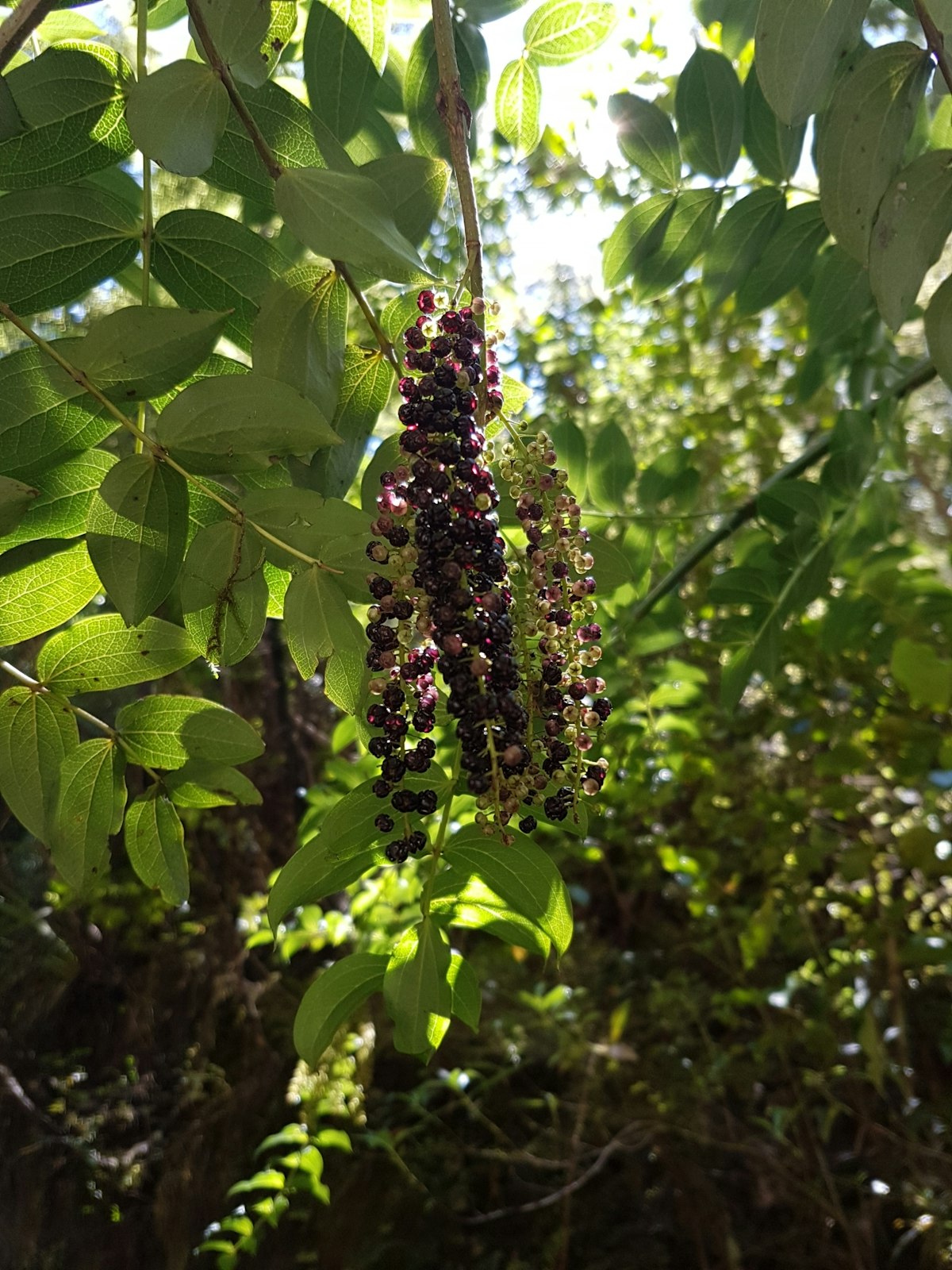 Tutu berries — Science Learning Hub