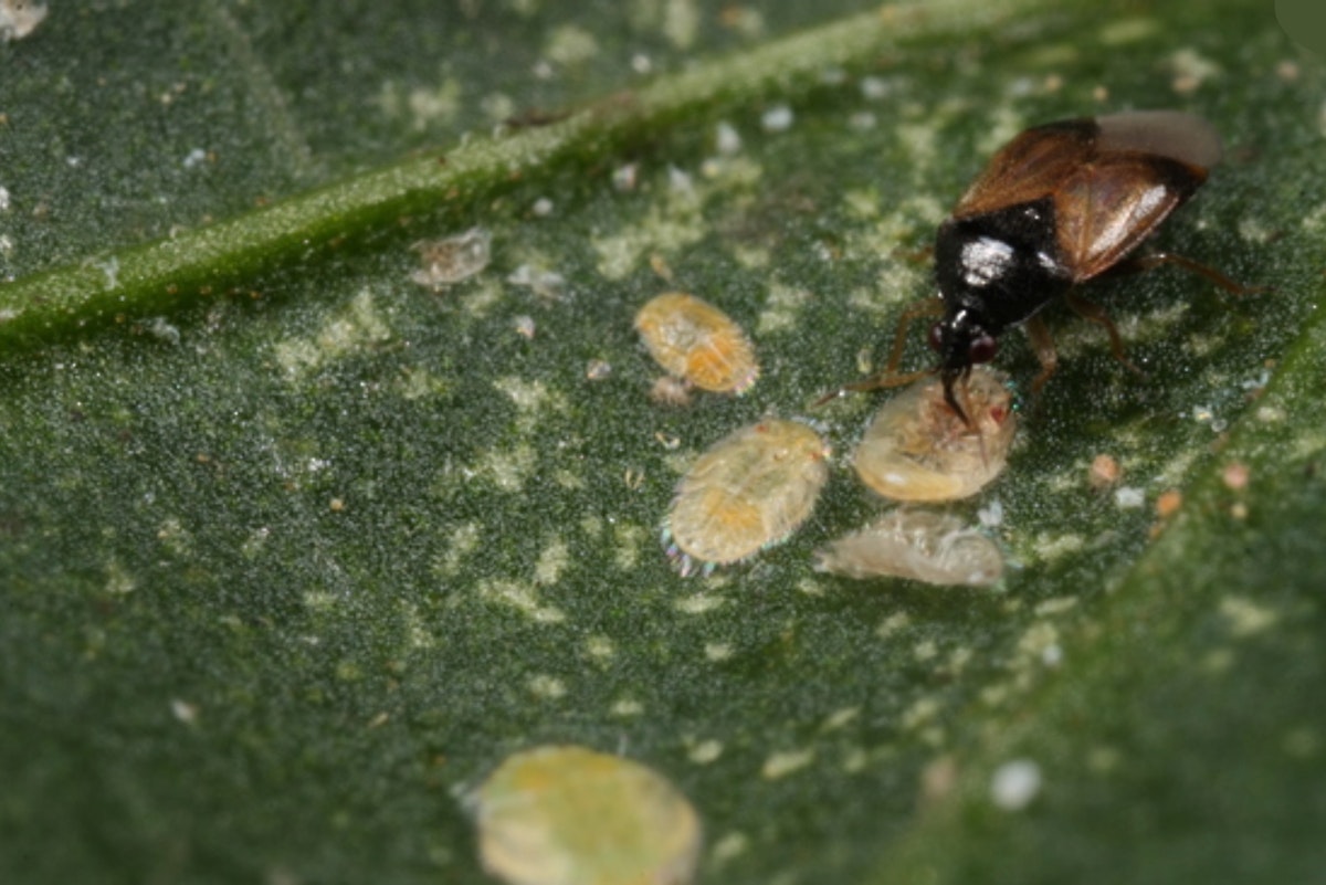 Pirate bug — Science Learning Hub