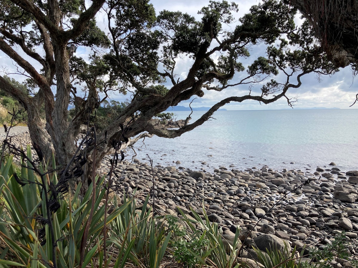 Beach visits – habitats and food webs — Science Learning Hub