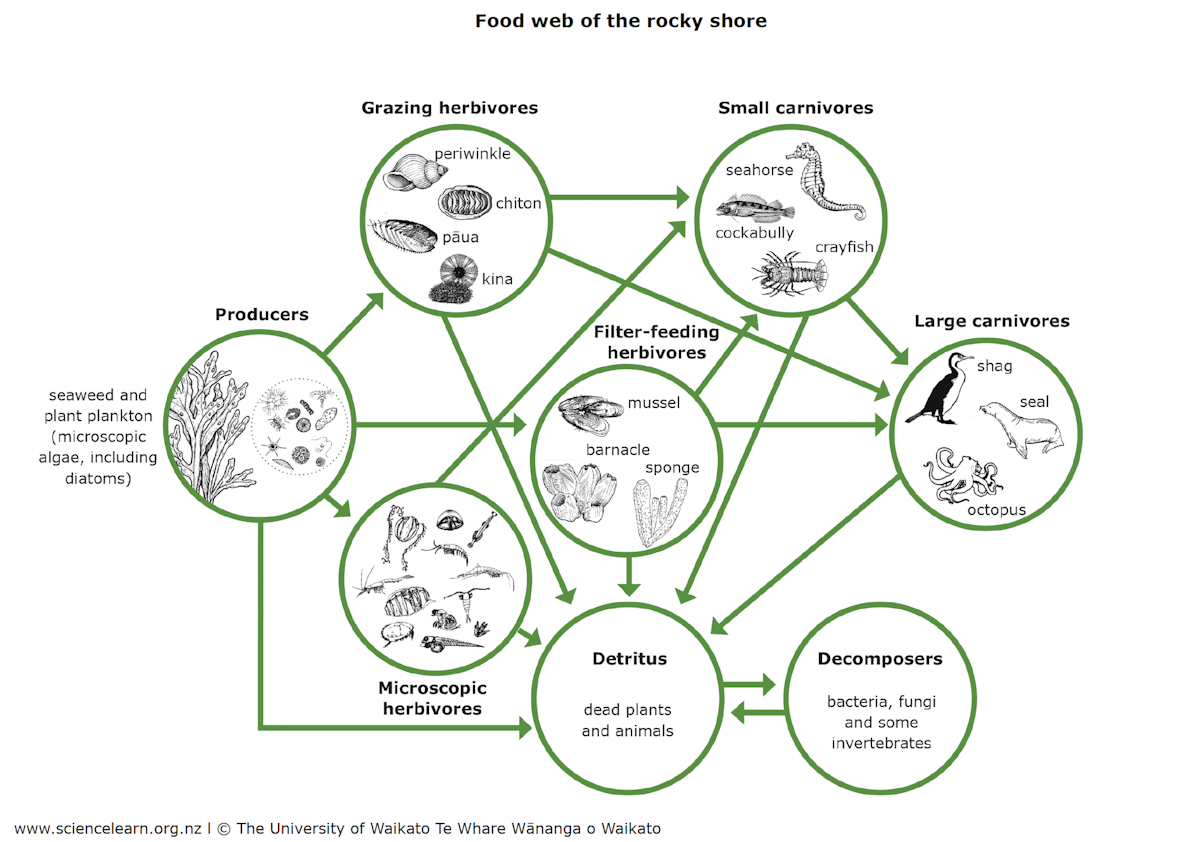 Food web of rocky shore — Science Learning Hub