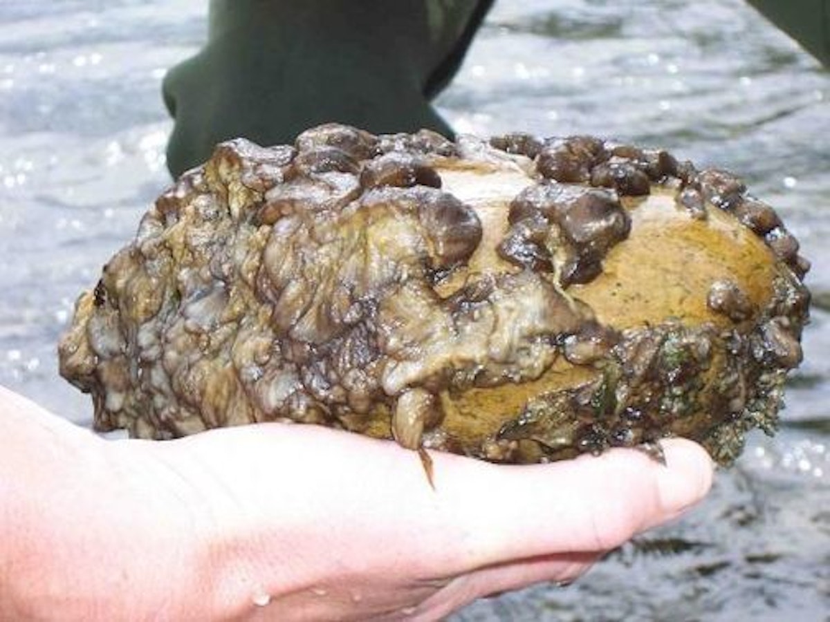 Didymo — Science Learning Hub