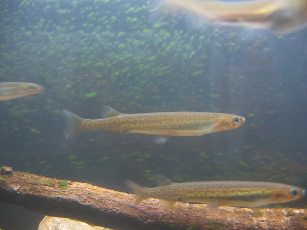 Inanga — Science Learning Hub