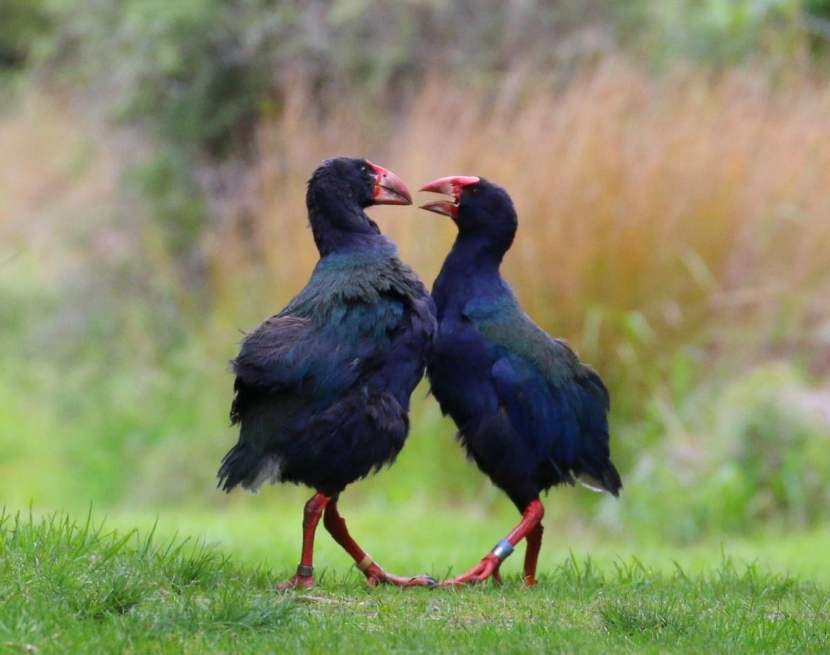 Takahē – an introduction — Science Learning Hub