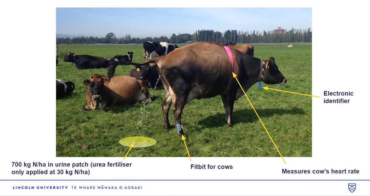 Collecting data from cows — Science Learning Hub