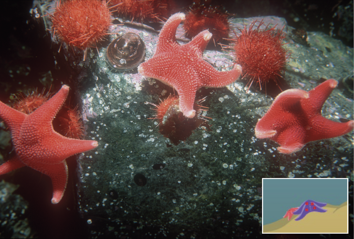 Scavenger: Sea star — Science Learning Hub