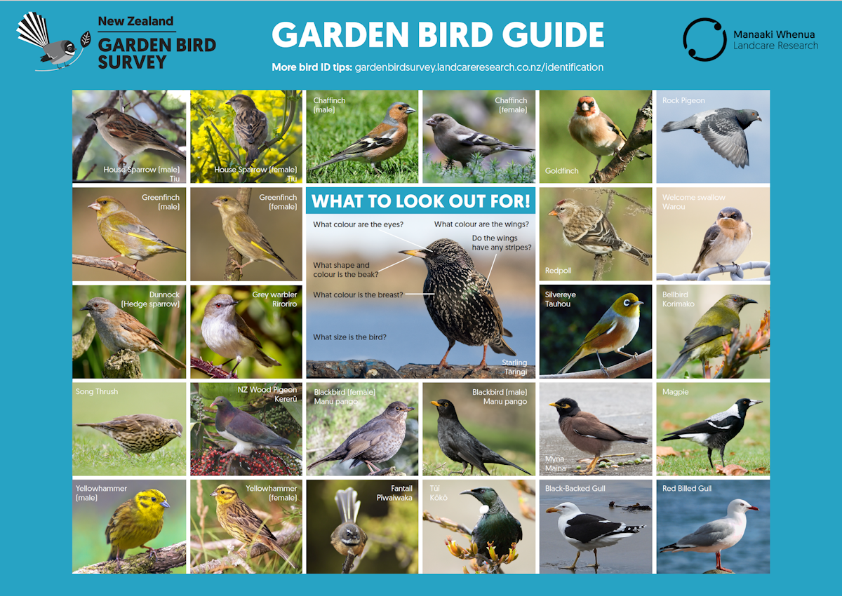 Bird adaptations and identification — Science Learning Hub