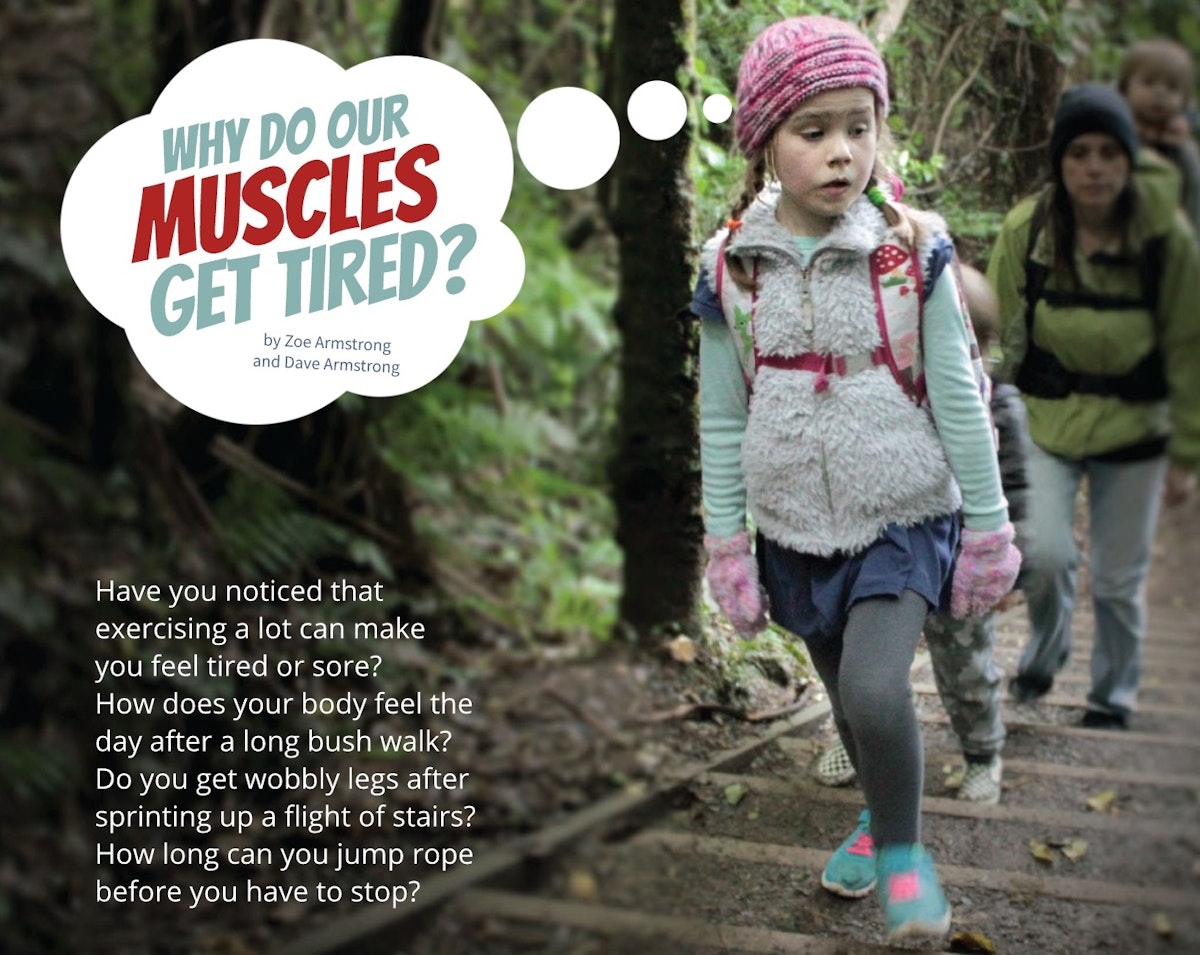Tired muscles? — Science Learning Hub