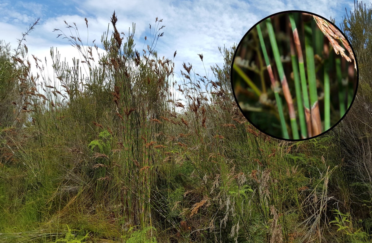 Titiro – observing my environment — Science Learning Hub