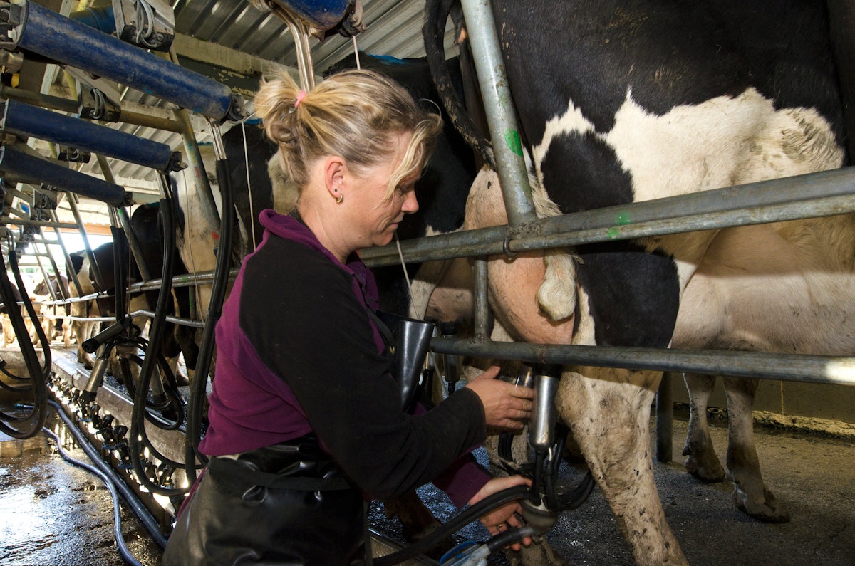 Down on the farm – introduction — Science Learning Hub