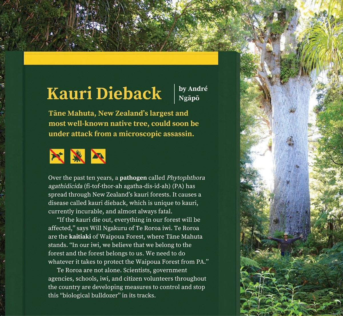 Kauri dieback — Science Learning Hub