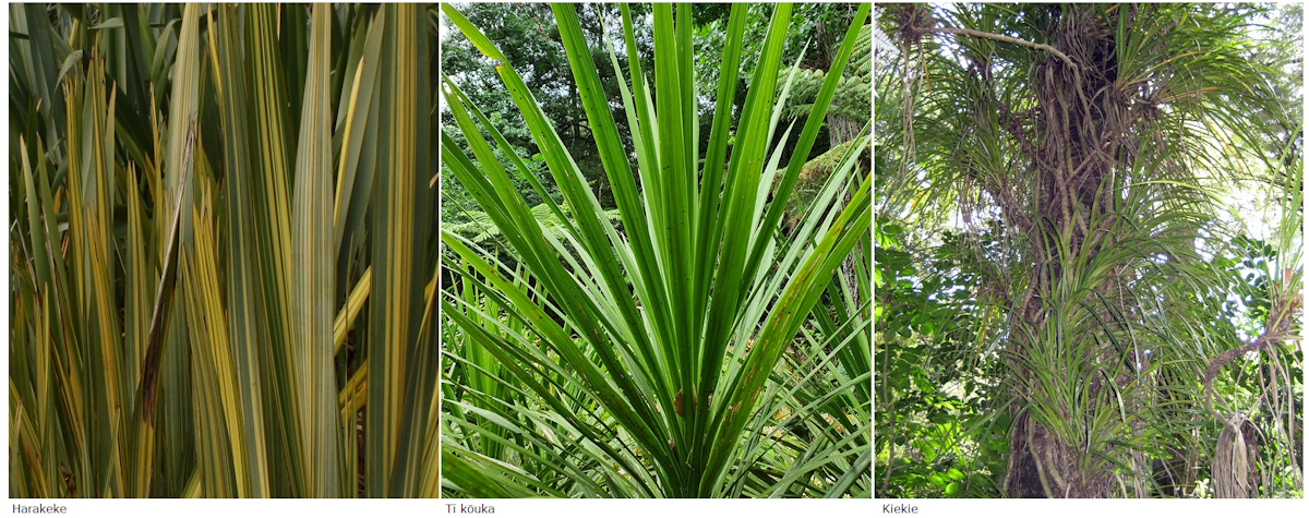 Awhi mai awhi atu – kuku restoration — Science Learning Hub