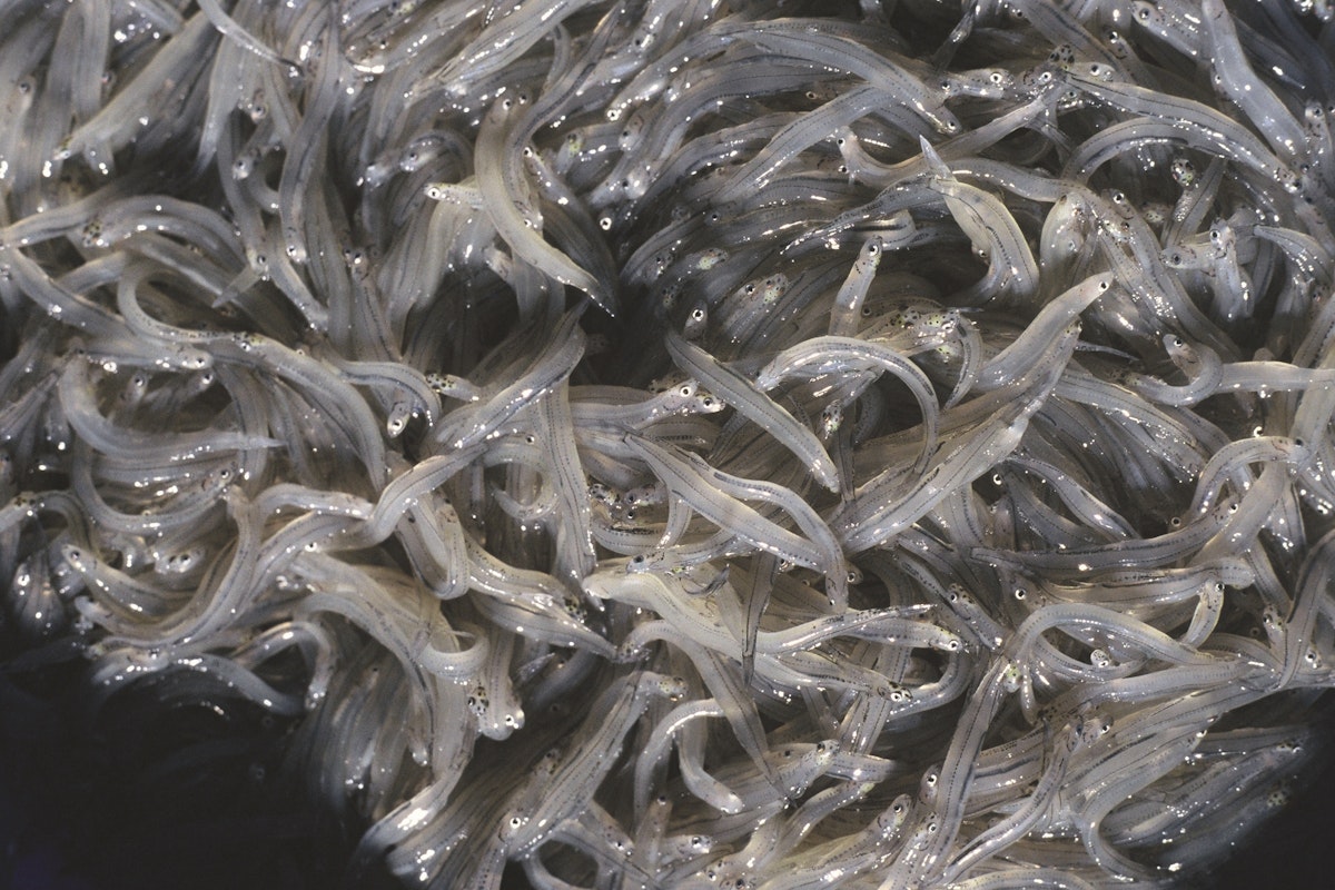 Te matamata – ngā karu o Matariki — Science Learning Hub