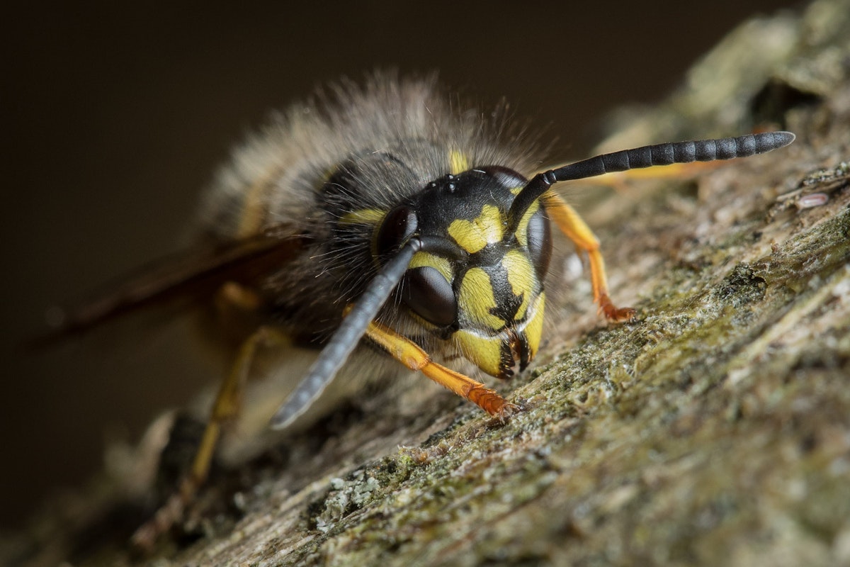 A common wasp — Science Learning Hub