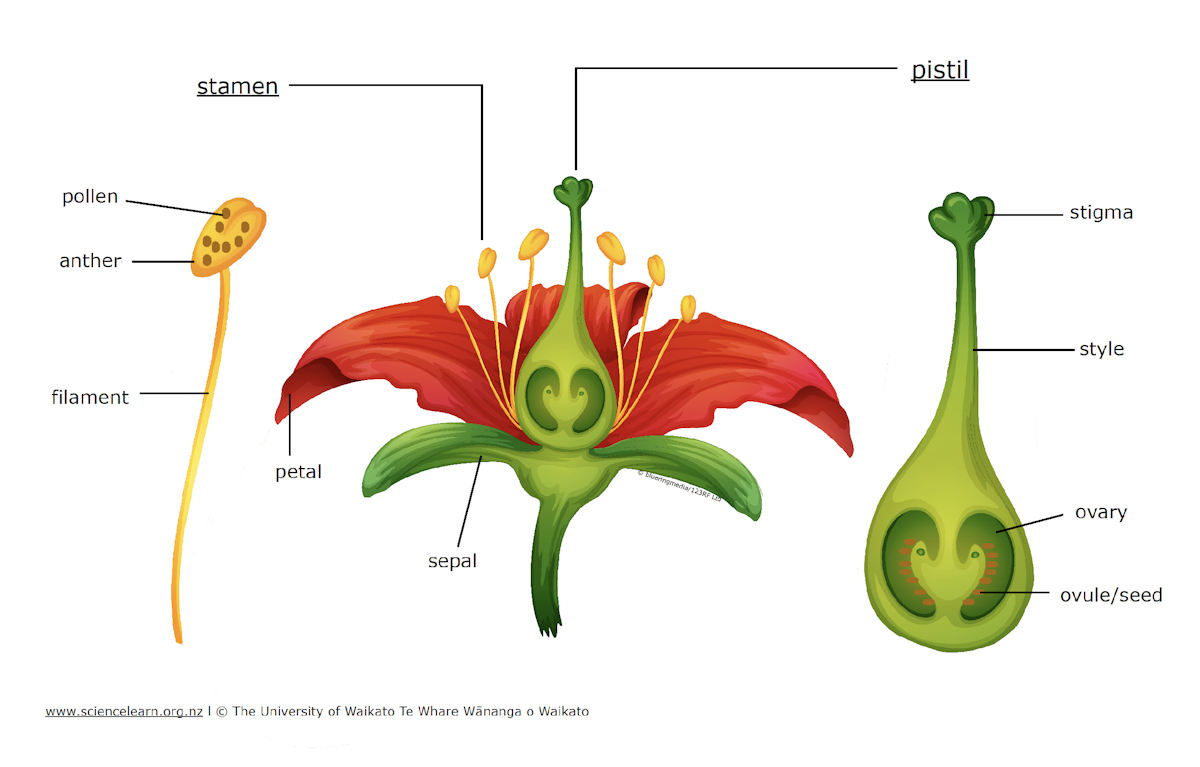 Labelling the parts of a pua/flower — Science Learning Hub