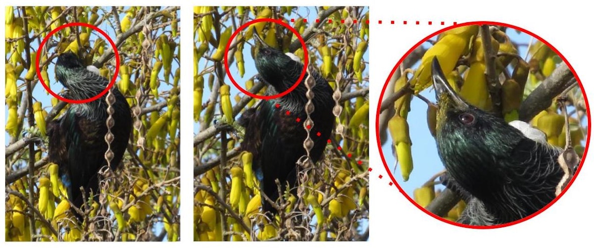 Te haenga mā ngā manu — Science Learning Hub